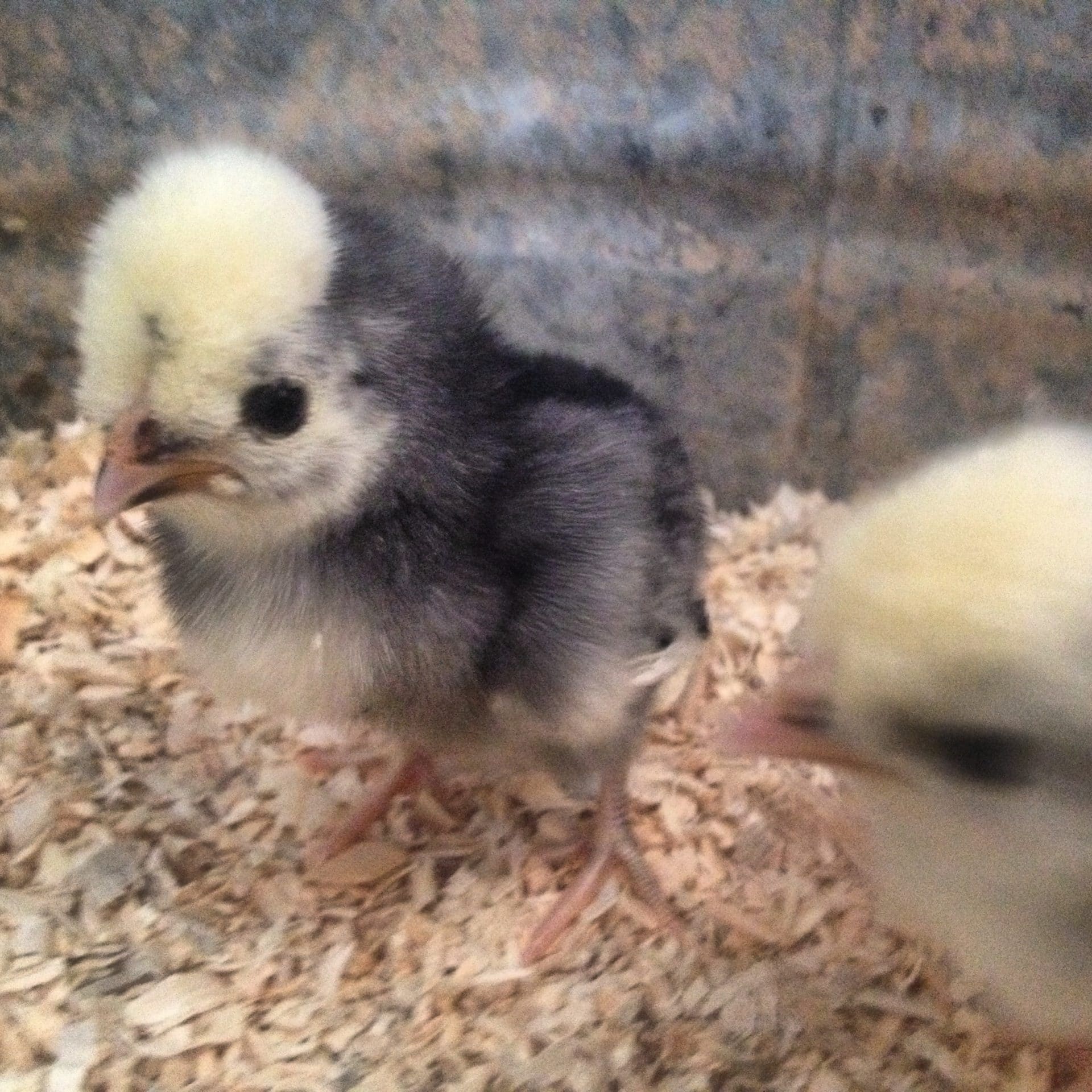 Spring Chicks - Summit Outdoor Living